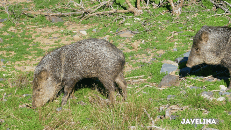 How to keep javelinas out of your garden (Effective methods)